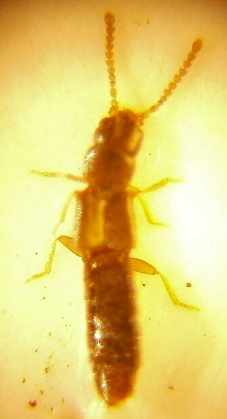 Bertil Ericson Skalbaggsfynd